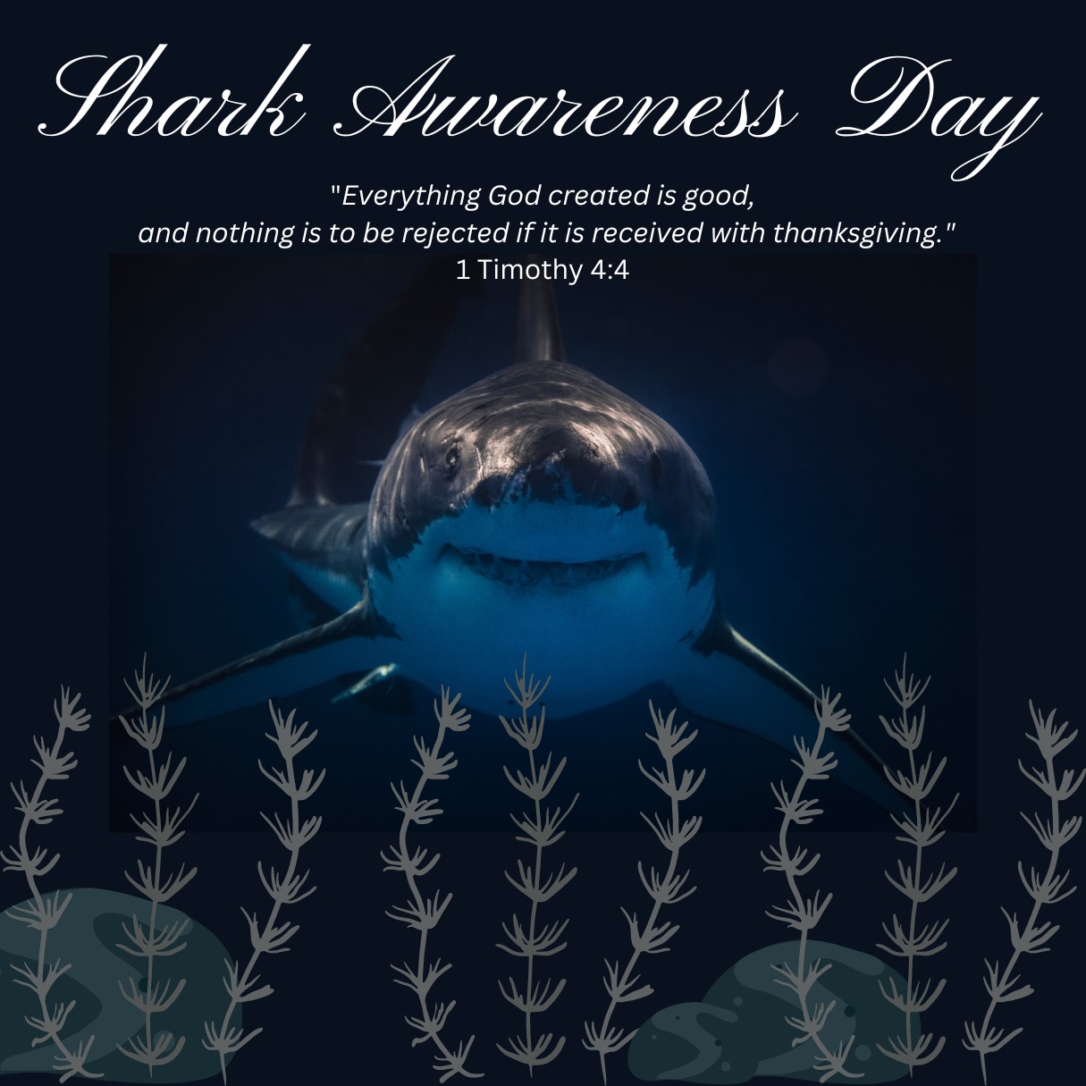 Embracing the Wonder of Sharks on Shark Awareness Day – Solitude